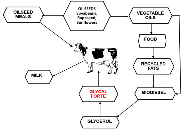 Glycal Forte, The Circular Economy and Sustainability | GlycalForte